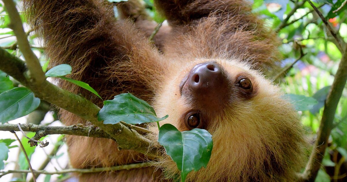 Sloth Spotting in Manuel Antonio: Your Wildlife Guide