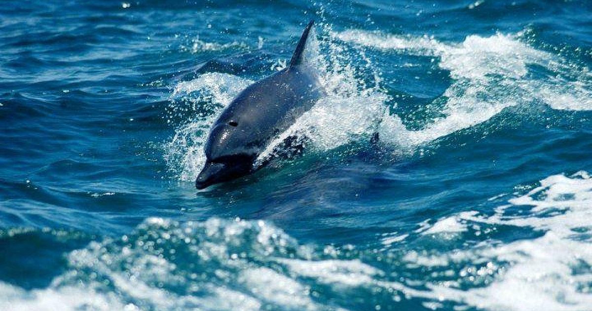 Exploring the Rich Marine Life of Manuel Antonio Costa Rica