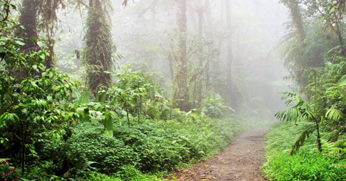 The Remarkable History of Monteverde's Ancient Cloud Forest
