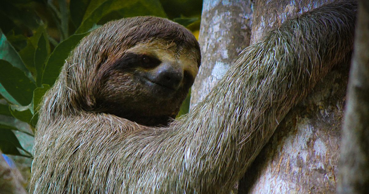 Exploring the Monteverde Cloud Forest After Dark: Is It Worth It?