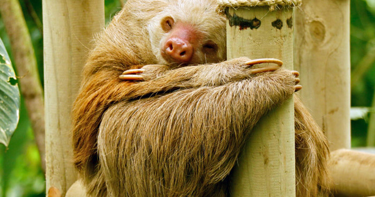 Sloth Sanctuary & Butterfly Gardens | Monteverde