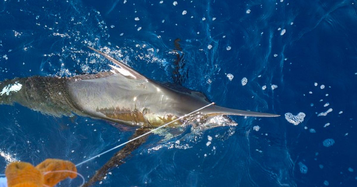 April 15, 2025 Los Suenos Fishing Report